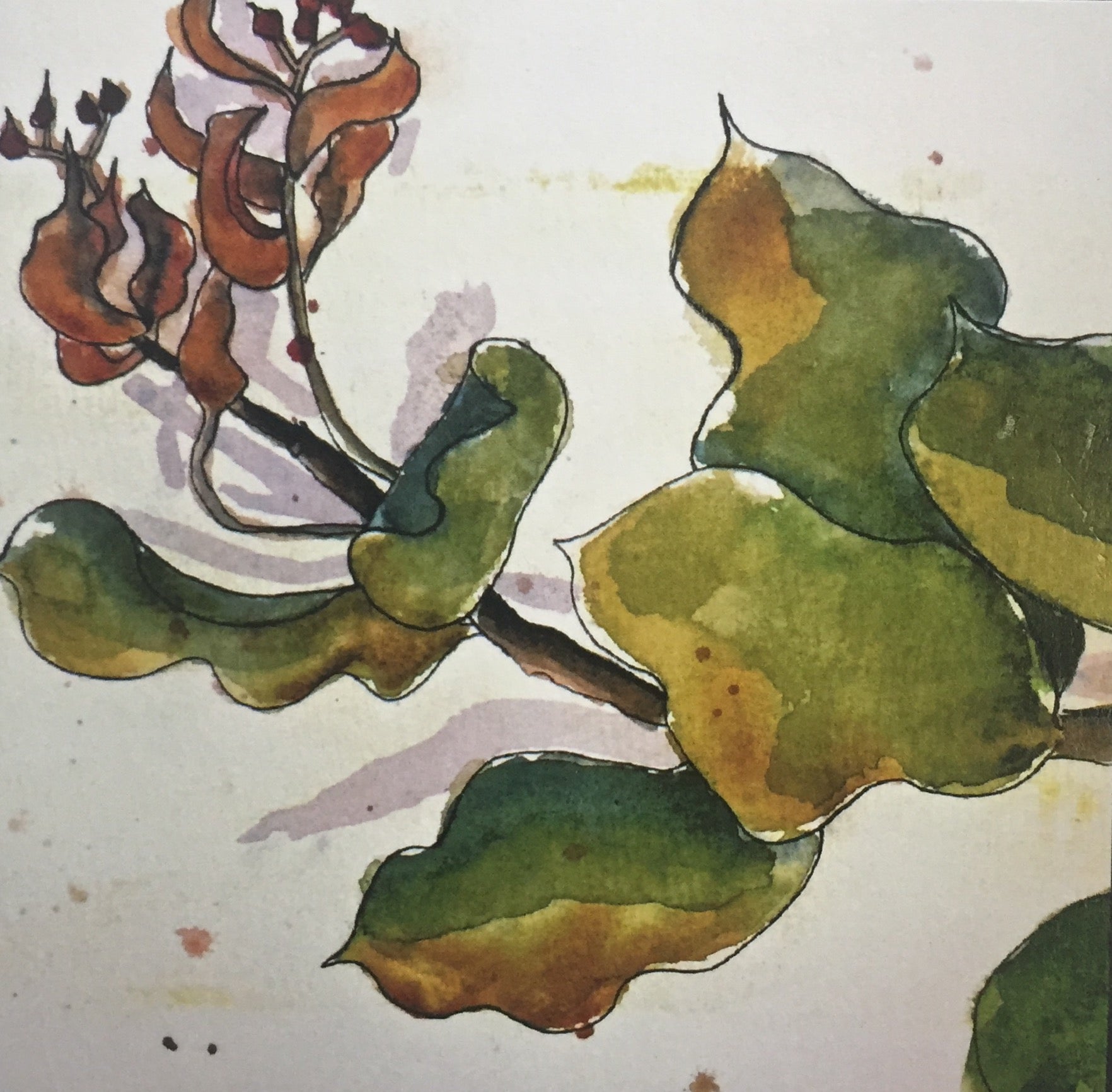 Square Greeting Card - Hakea Flower | Trudy Rice Collection